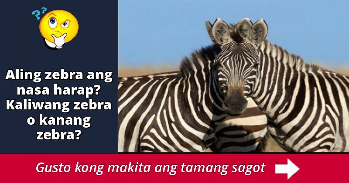 Aling zebra ang nasa harap? Kaliwang zebra o kanang zebra? | Funmix.eu